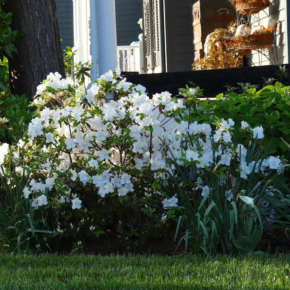 national PLANT NETWORK 3 gal. Azalea Deleware Valley White HD1848 - The ...