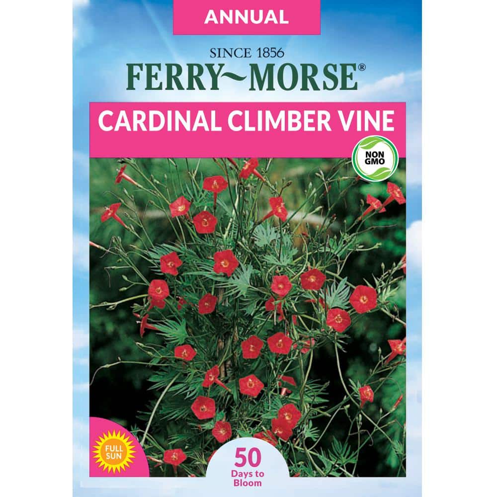 Ferry-Morse Cardinal Climber Vine Red Flower Seeds 5381 - The Home Depot