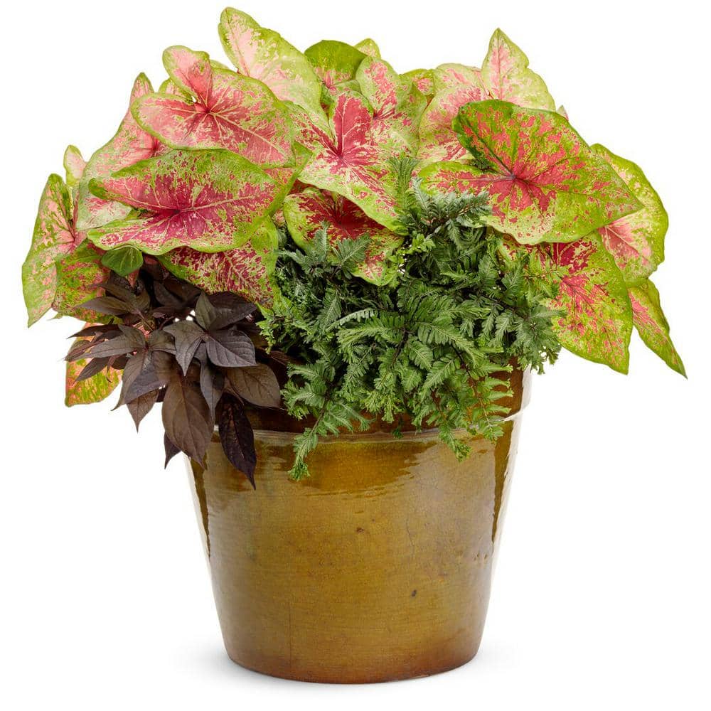 PROVEN WINNERS 1 qt. Caladium 'Ballet Slipper' Annual Live Plant, Pink ...