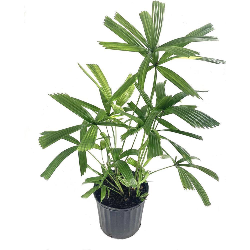 Wekiva Foliage Mangrove Fan Palm-Live Plant in a 3 gal. Growers Pot ...