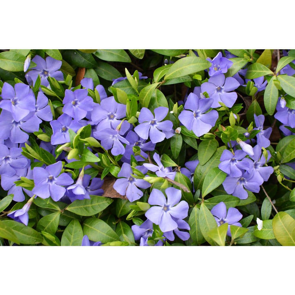 Online Orchards 1 Gal. Periwinkle Flowering Groundcover Shrub with ...