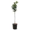 5 Gal. Honeycrisp Apple Tree APPHON05G - The Home Depot