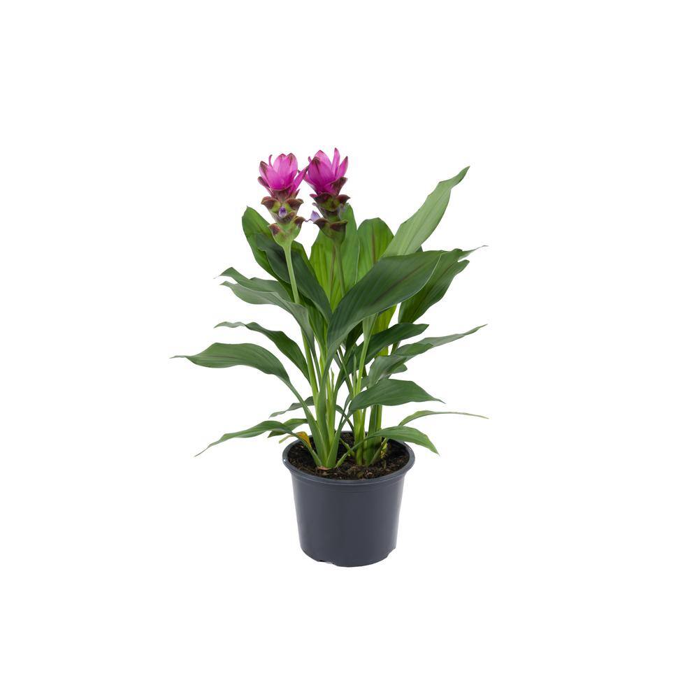Pure Beauty Farms 2.5 QT. Curcuma Tulip Outdoor Plant in Grower Pot ...