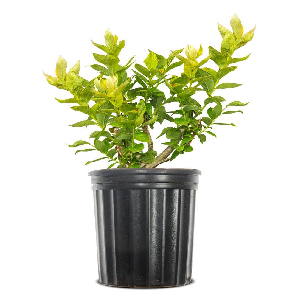 Perfect Plants Elliot Blueberry in 1 Gal. Grower's Pot THD10024 - The ...