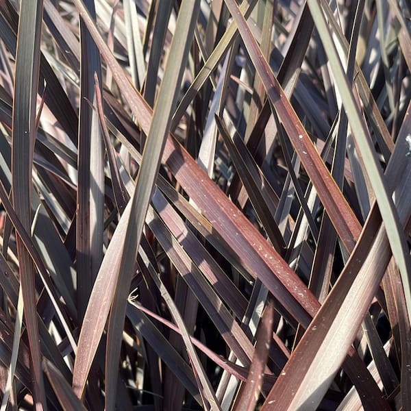 Alder & Oak #1 Container 'Platt's Black' Flax Grass Plants (4-Pack ...