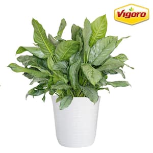 Vigoro 12 in. Vigoro Ponytail Palm Plant in White Decor Pot VPPS12HAV ...