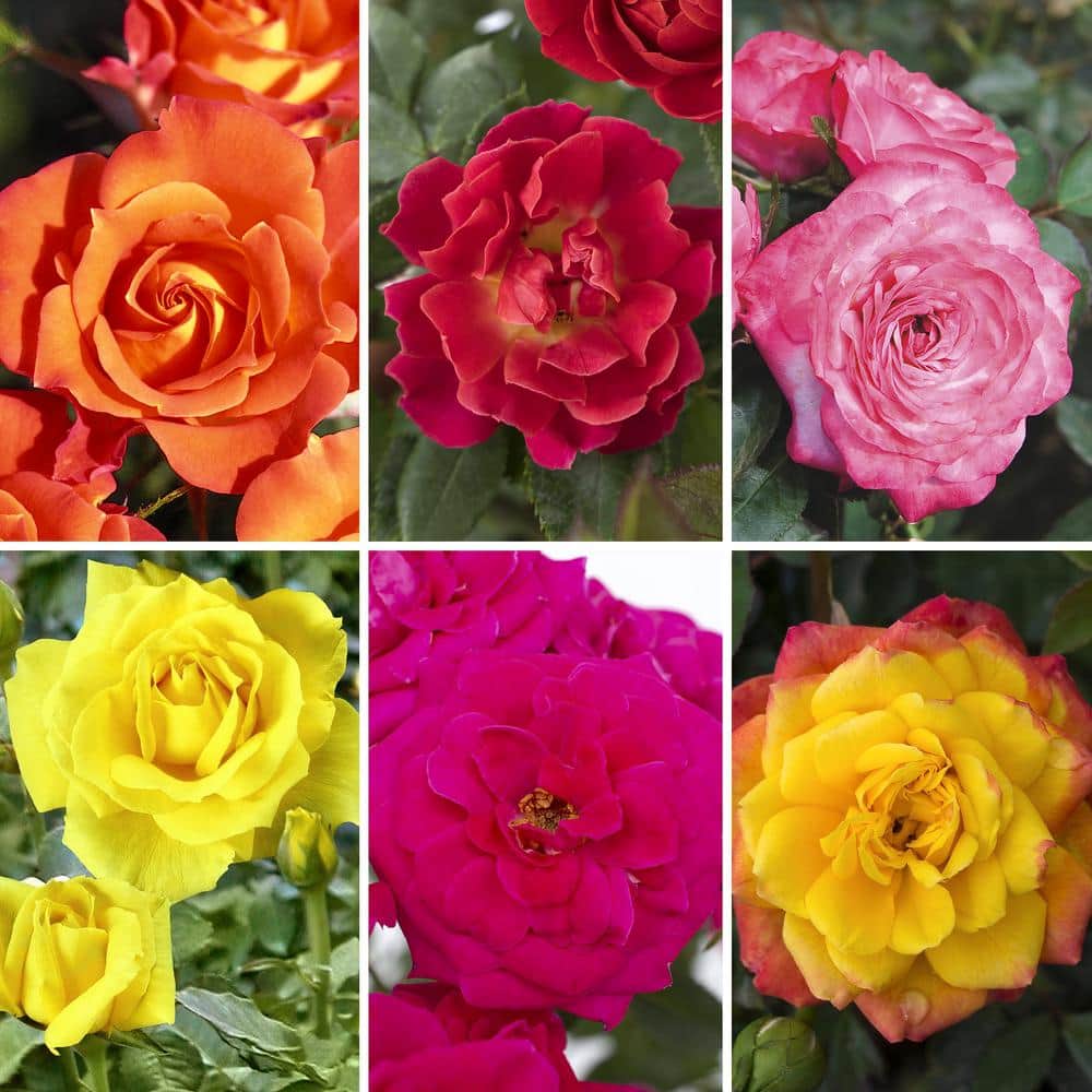 national PLANT NETWORK 2.5 in. Miniature Rose Collection (6-Pack ...
