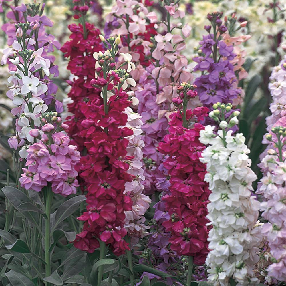 Vigoro 1 Qt. Mixed Stock Plant 1404 - The Home Depot