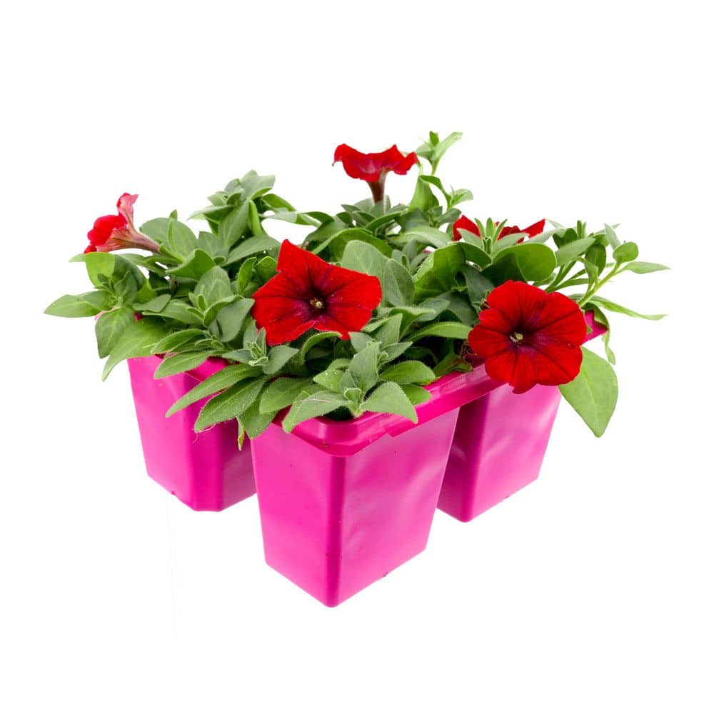 EASY WAVE 4-Pack Red Easy Wave Petunia Annual Plant with Red Flowers ...