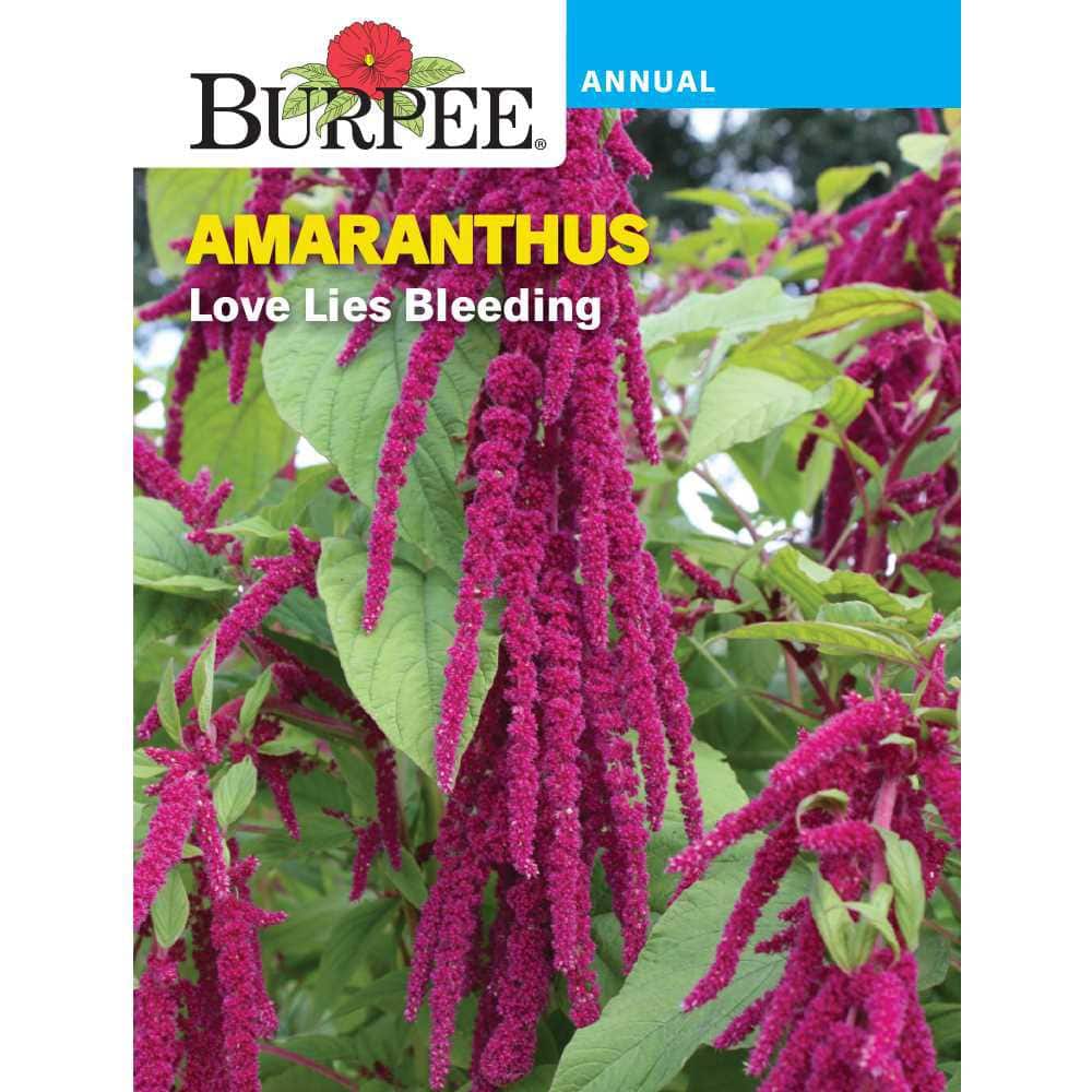 Burpee Amaranthus Love Lies Bleeding Heirloom Flower Seed 36706 - The Home Depot