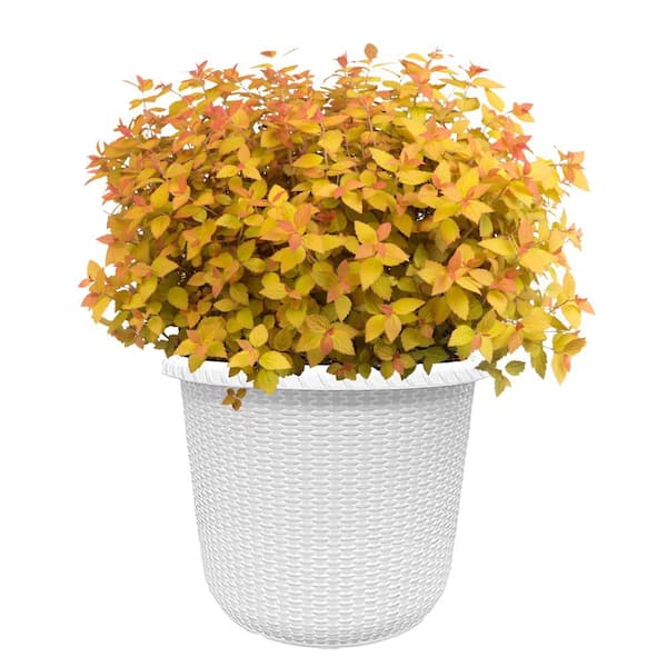 PROVEN WINNERS 2 Gal. Double Play Candy Corn Spirea Shrub with Red and ...