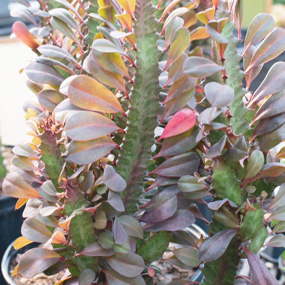 8 in. Euphorbia Trigona Royal Red African Milk Tree Succulent Plant ...