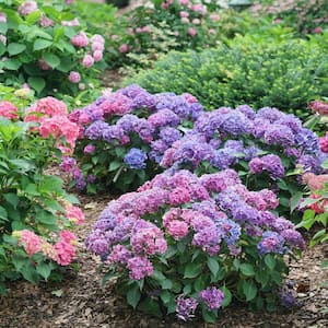 FIRST EDITIONS 2 Gal. Eclipse Bigleaf Hydrangea Live Flowering Shrub, Intense Dark Purple ...