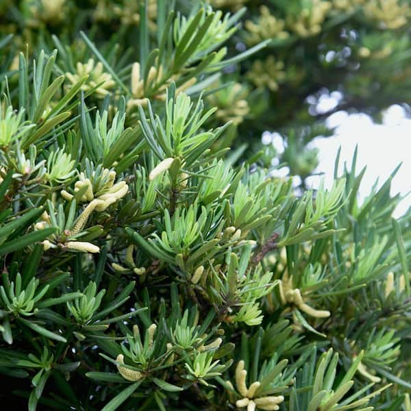 Japanese Yew Tree