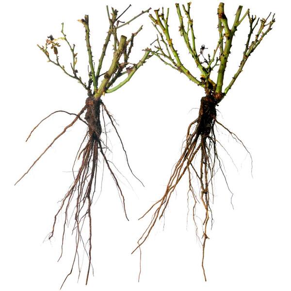 national PLANT NETWORK Bare Root Climbing Eden Rose Pretty in Pink (2 ...