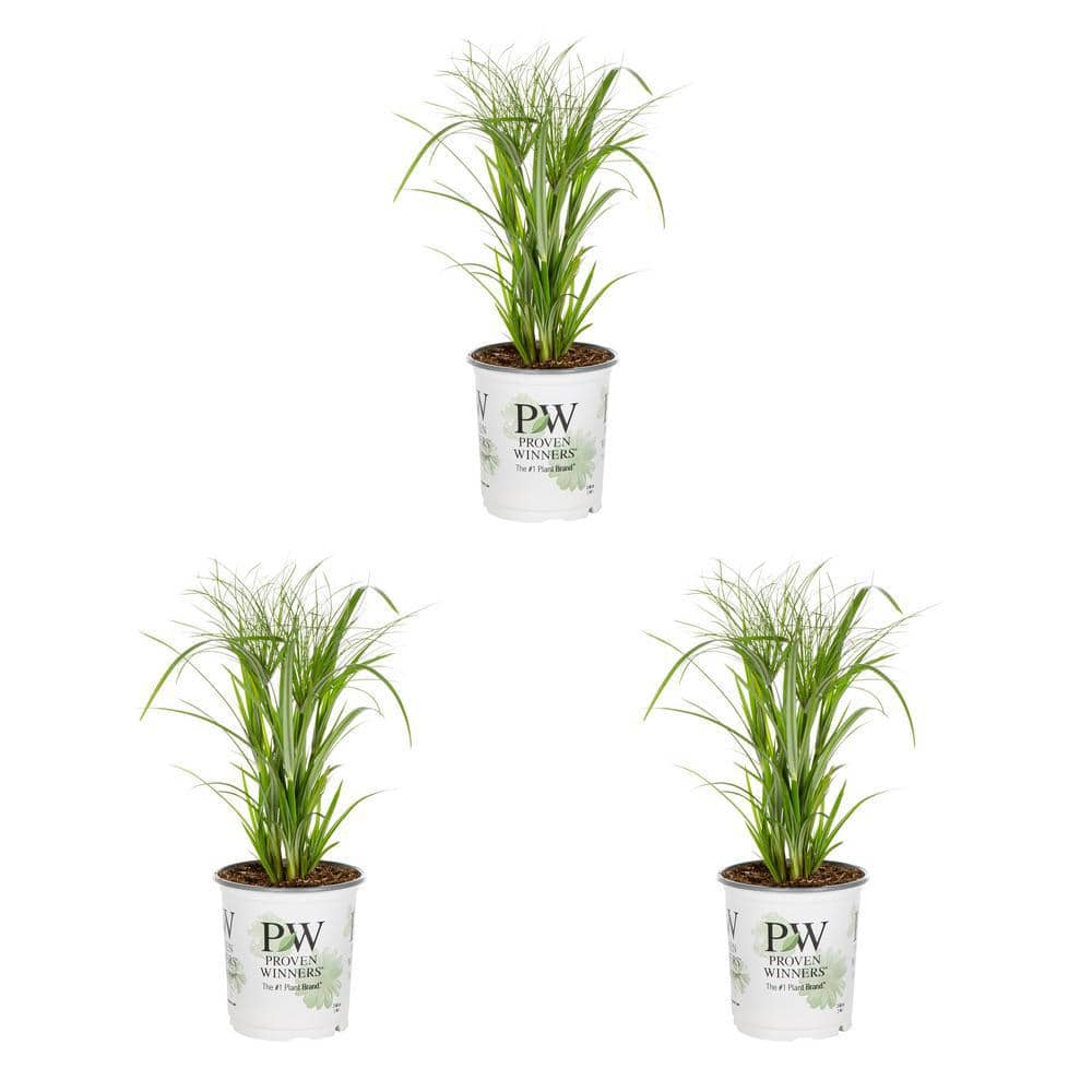 METROLINA GREENHOUSES 2 QT. Papyrus Paper Reed Prince Tut Grass Green ...