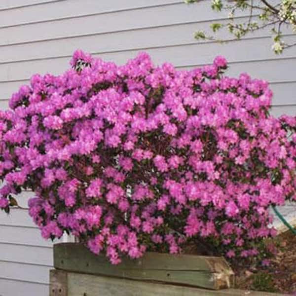 Purple Gem Rhododendron