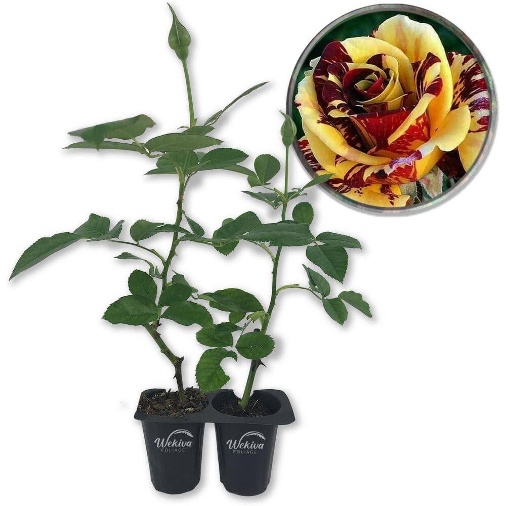 Wekiva Foliage Simsalabim Rose Bush-3 Live Starter Plants in 2 Inch ...