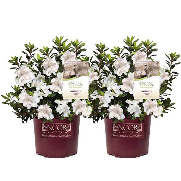 ENCORE AZALEA 1 Gal. Autumn Lily Azalea Shrub with White Flowers (2 ...