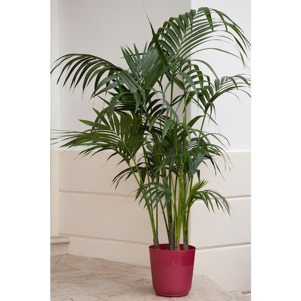 Cat Palm Indoors