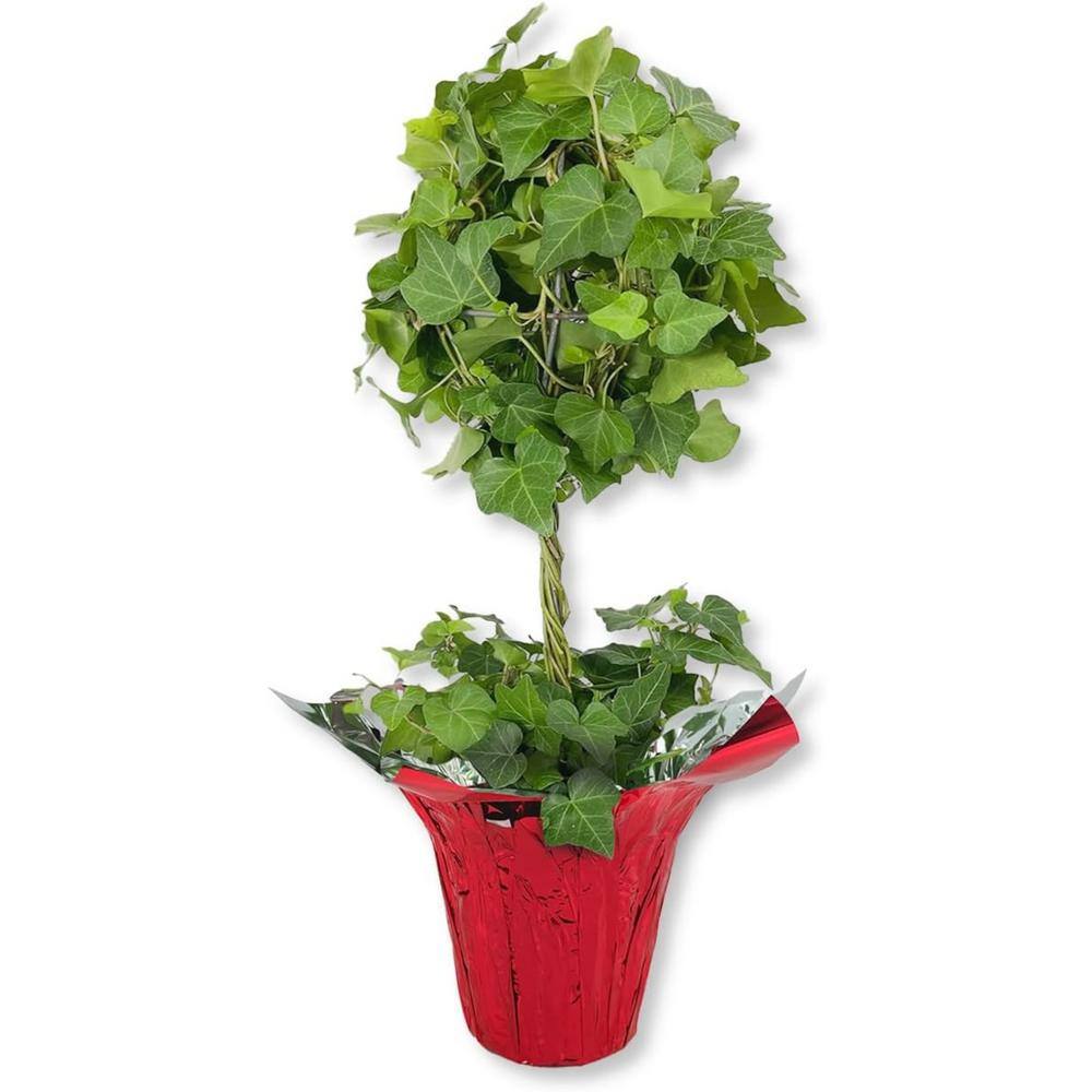 Wekiva Foliage English Ivy Globe in Festive Holiday Cover-Live Plant in ...