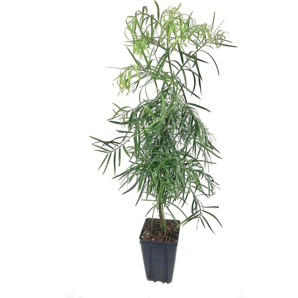Wekiva Foliage Fern Podocarpus-Live Plant in a 4 Inch Growers Pot ...