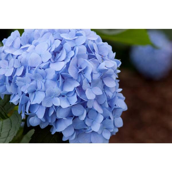 Blue Blossom Shrub Arizona