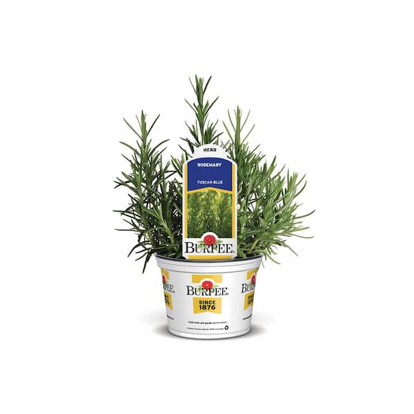 Burpee 3.5 in. Burpee Herb Potted Rosemary Tuscan Blue FG00095006 - The ...