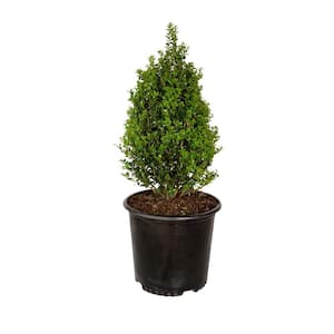 7 Gal. Steeds Upright Japanese Holly Shrub with Dark Green Foliage ...