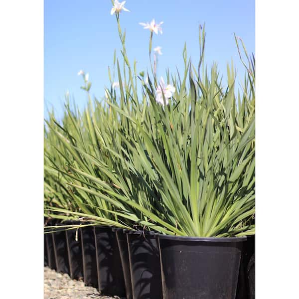 Alder & Oak #5 Container Dietes Iriodiodes Fortnight lily Evergreen ...