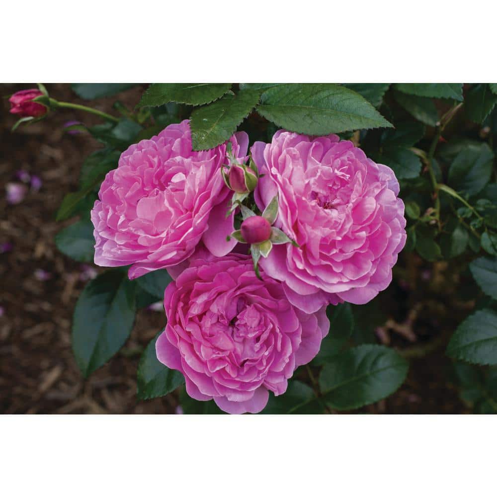 BLOOMABLES Bareroot Scentables Orchid Romance Floribunda Rose Bush with ...