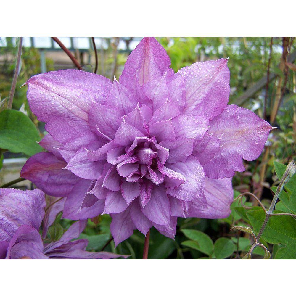 Wekiva Foliage Clematis Proteus-3 Live Plants in 4 in. Growers Pots ...