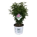 PROVEN WINNERS Rose of Sharon (Hibiscus) Lil Kim Red 20450 - The Home Depot