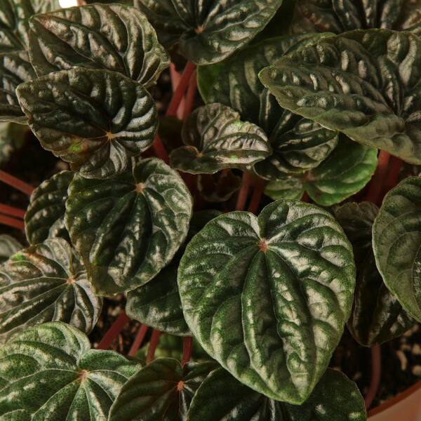Peperomia Caperata Red Ruby LIVE House Plant Peperomia Ripple Plant ...