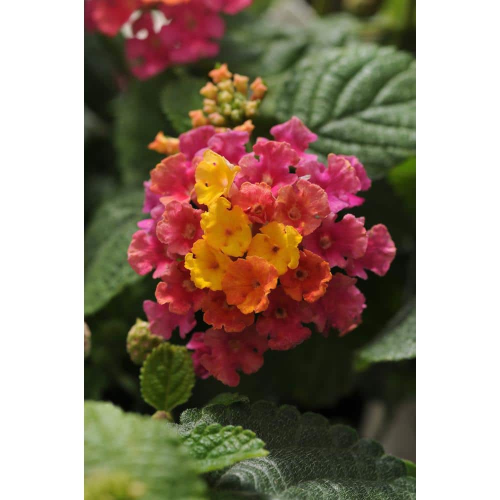 Vigoro 1 qt. Lantana Little Lucky Hot pink Annual Live Plant (4-Pack ...