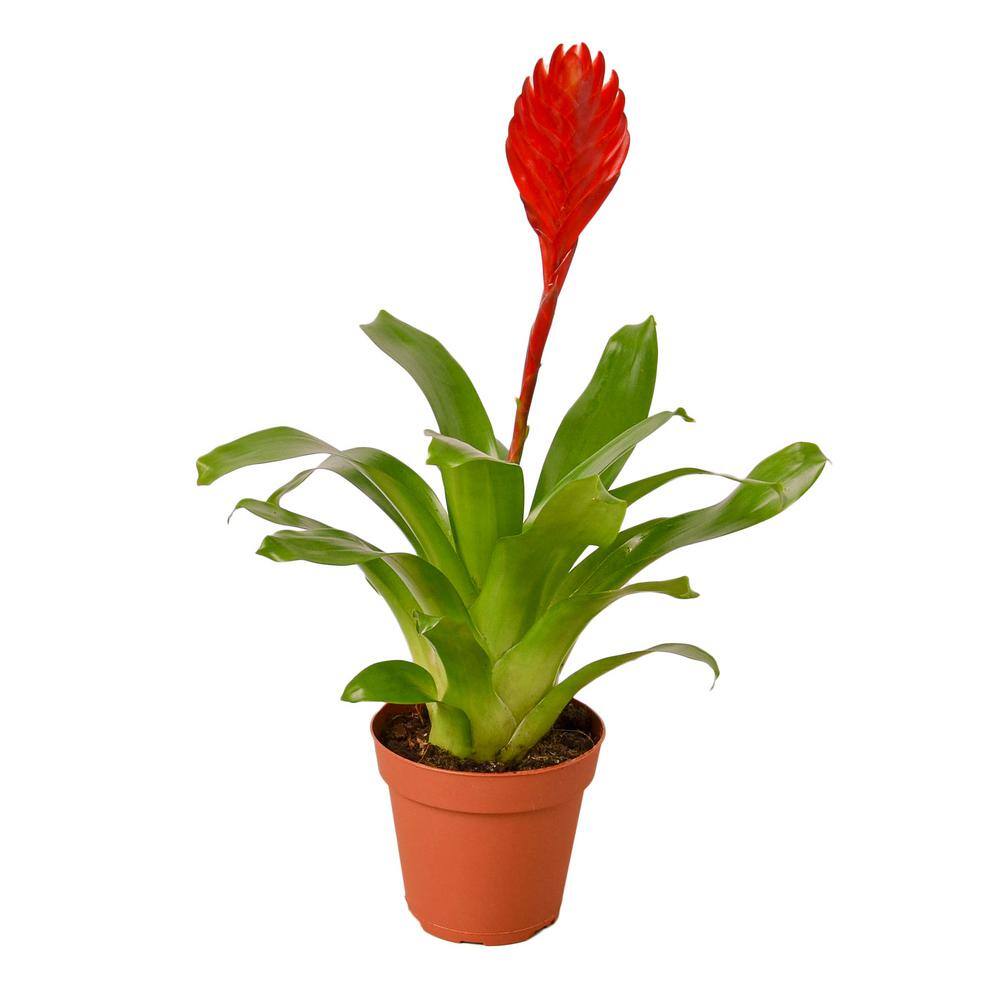 Bromeliad Christiane Bromeliaceae Plant in 4 in. Grower Pot 4_BROMELIAD ...