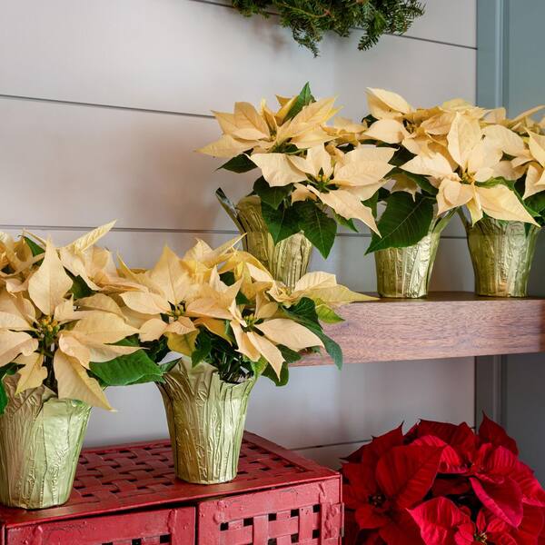 White Poinsettia Plant