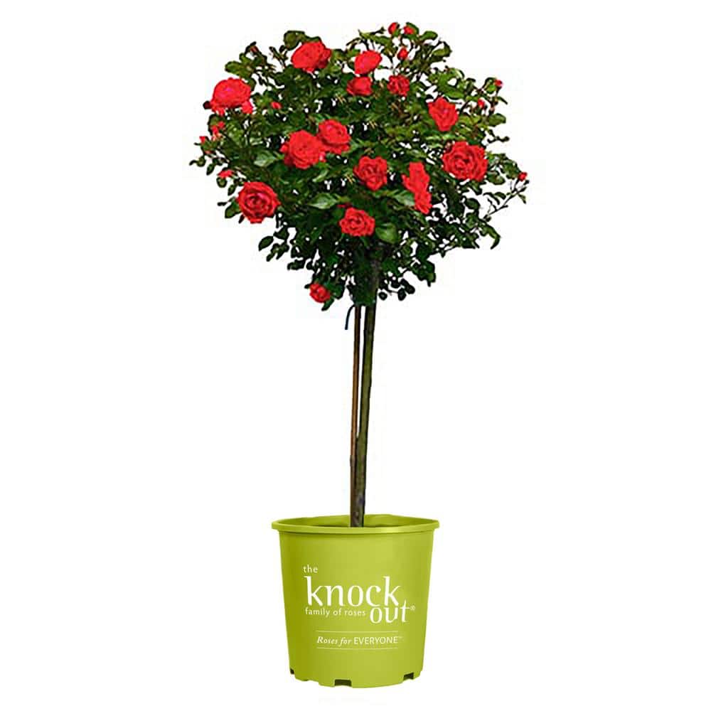 KNOCK OUT 3 Gal. Red Double Knock Out Rose Tree with Red Flowers 13560 ...
