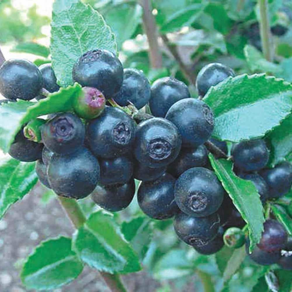 Gurney's Huckleberry Vaccinium Live Bareroot Fruiting Plant (1-Pack ...