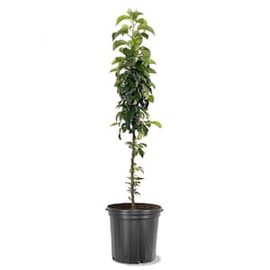 5 Gal. Golden Sentinel Columnar Apple Tree APPYPO05G - The Home Depot
