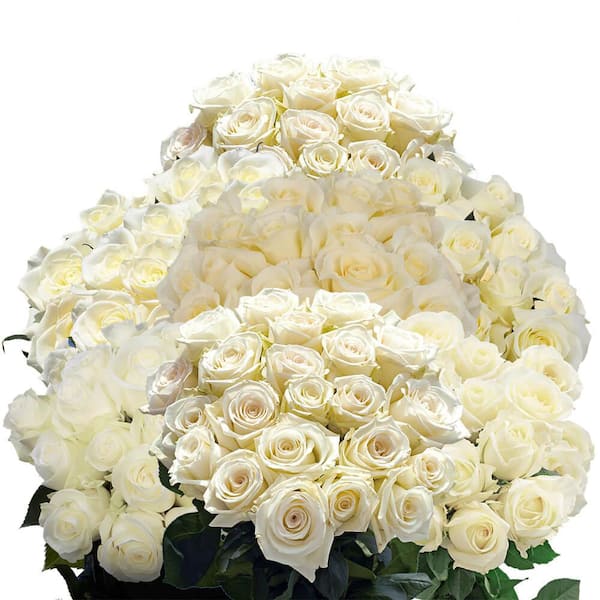 Fresh White Rose Flowers