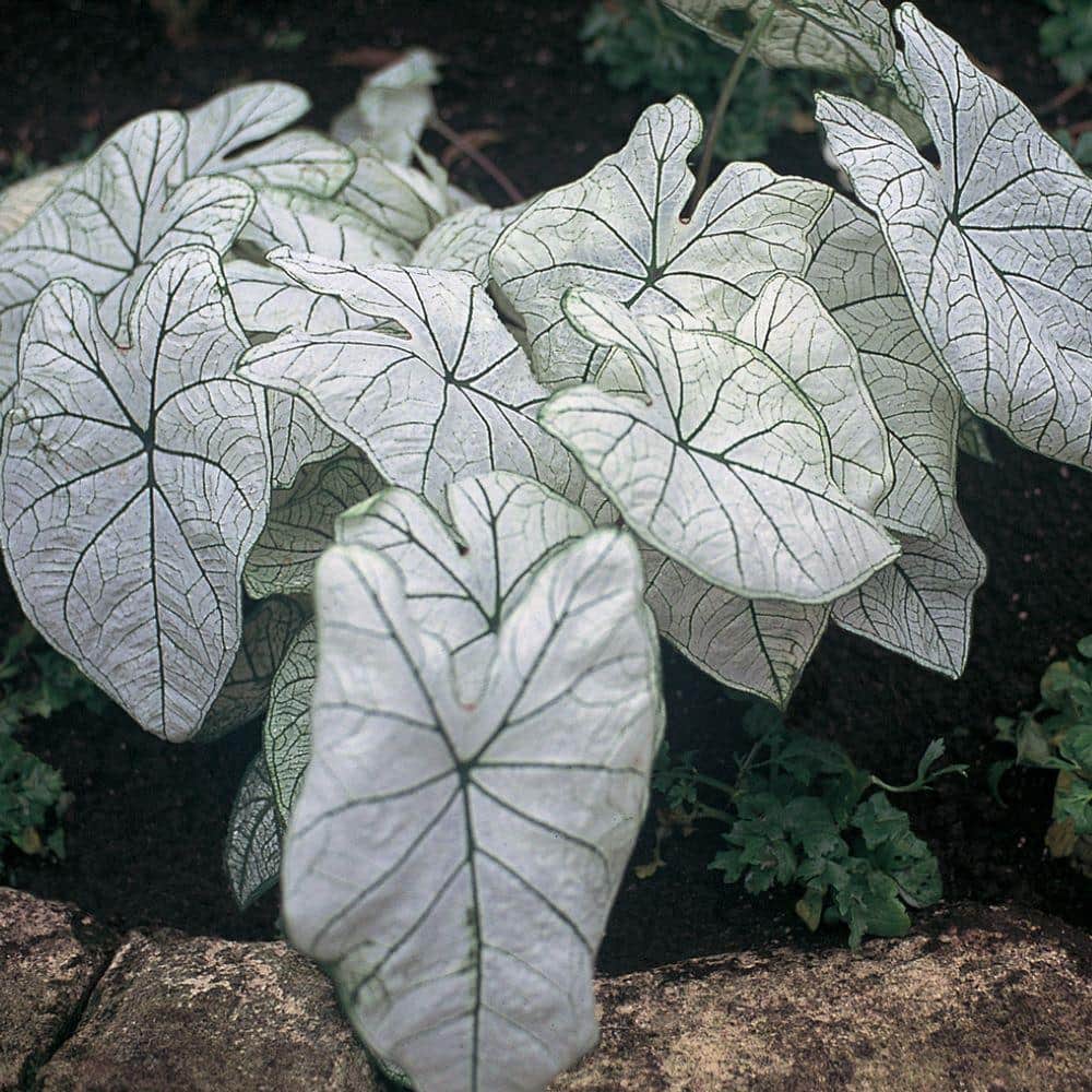 Vigoro 1.71 Pint White and Cream Caladium Plant 5267 - The Home Depot