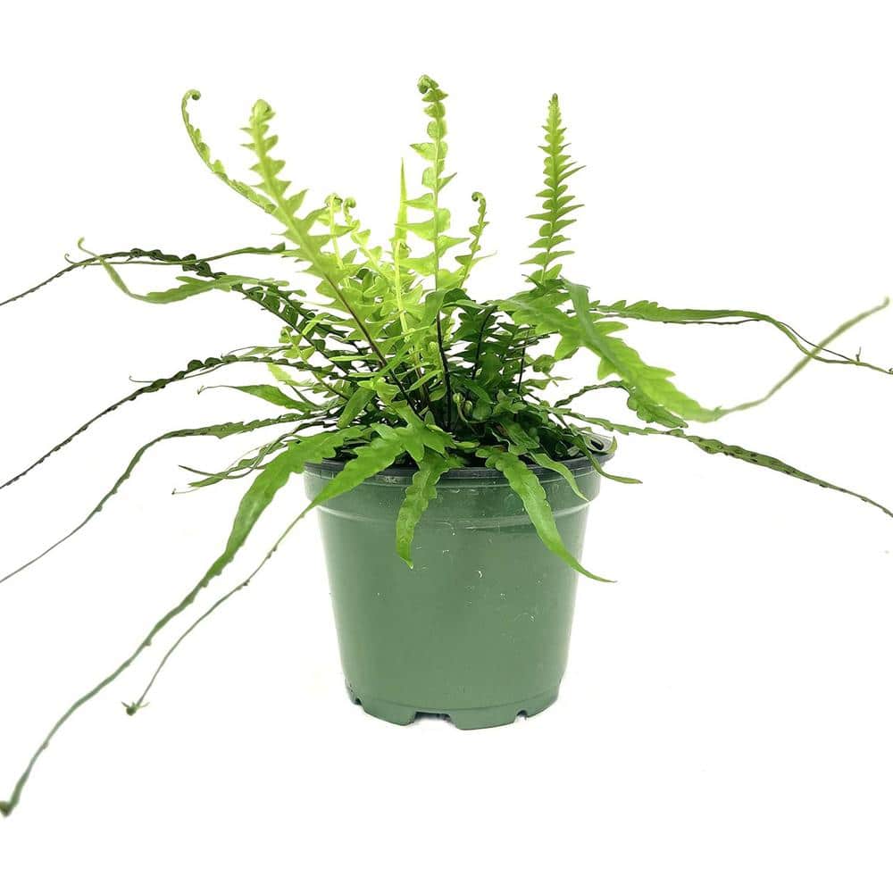 Wekiva Foliage Dragon Tail Fern-Live Plant in a 4 Inch Pot-Asplenium ...