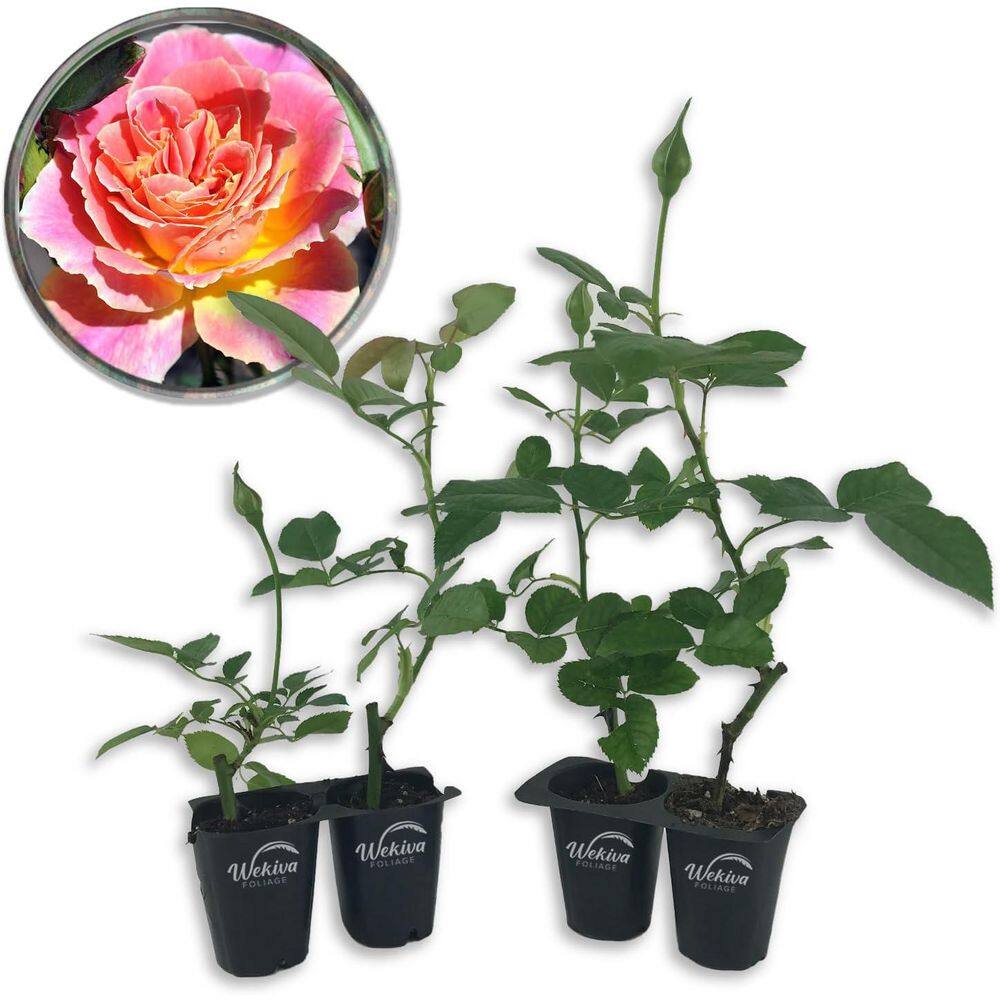 Wekiva Foliage Calico Rose Bush - 4 Live Starter Plants in 2 in ...