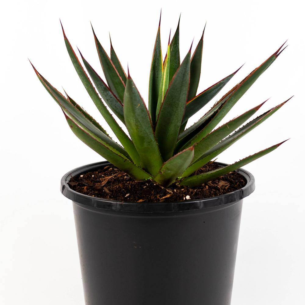 TropicalPlants.com Blue Glow (Agave) Live Plant Inside 8 in. Growers ...