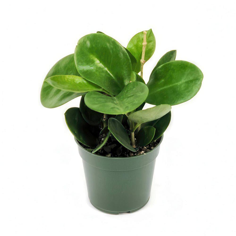 national PLANT NETWORK 4 in. Hoya Australis Green Plant in Grower ...