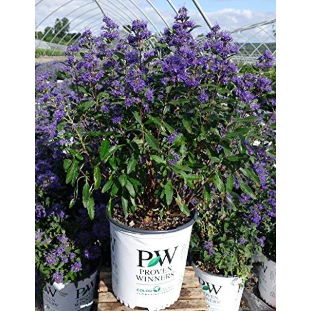 PROVEN WINNERS 2 Gal. Beyond Midnight Bluebeard, Live Plant with Deep ...