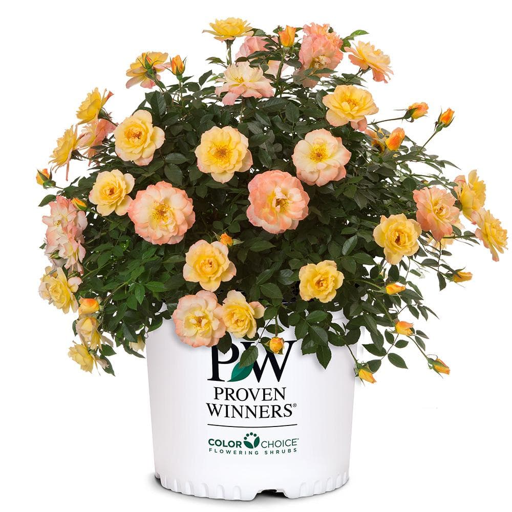 PROVEN WINNERS 2 Gal. Oso Easy Italian Ice Rose Plant with Soft Yellow ...