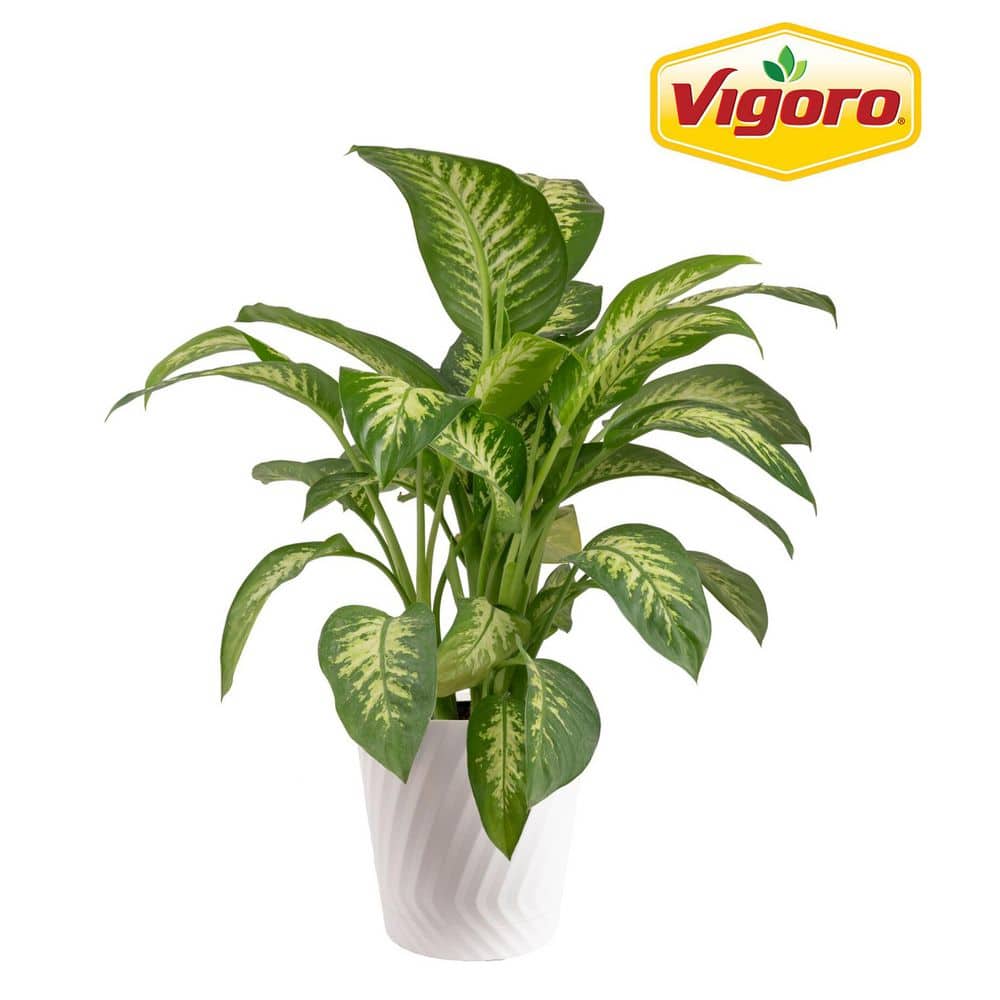 Vigoro Dieffenbachia Plant in 10 in. White Decor Pot, Avg. Shipping ...