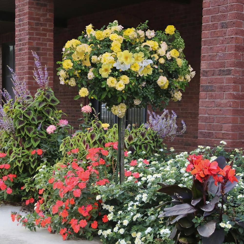 Reviews for KNOCK OUT Bareroot Sunny Knock Out Rose Tree with Yellow ...